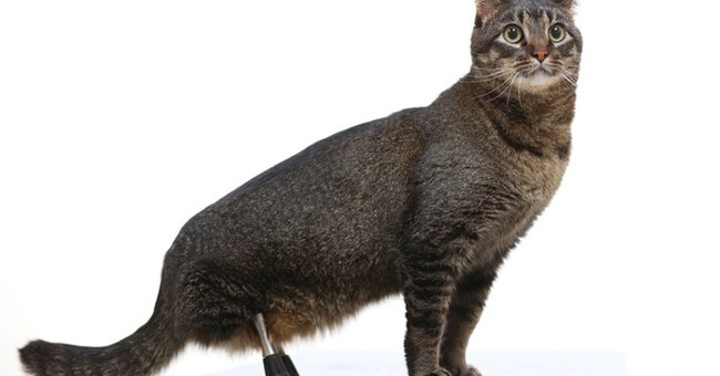 Cấy ghép chân hợp kim titan giúp mèo tàn tật có thể đi lại - KhoaHoc.tv