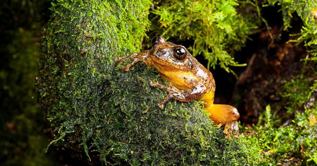 Ếch cây tưởng đã tuyệt chủng hơn 100 năm tái xuất - KhoaHoc.tv