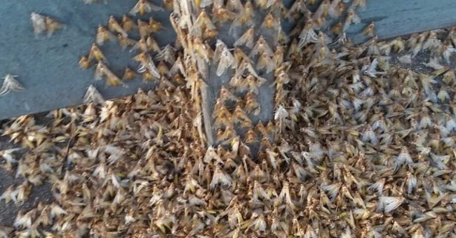 Hàng triệu bướm đêm bủa vây ngôi làng ở Australia - KhoaHoc.tv