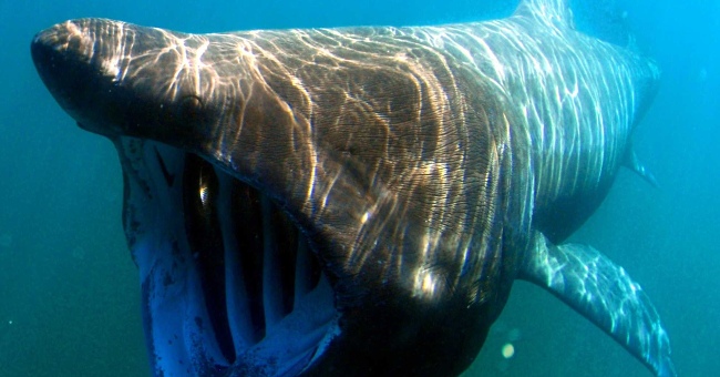 Cá mập khổng lồ xuất hiện cạnh sân golf tỷ phú Trump - KhoaHoc.tv