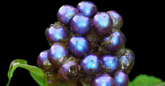 Pollia condensata: Loài cây có quả lấp lánh như những viên đá quý ...