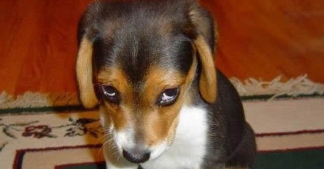 Loài chó tránh bị con người trút giận như thế nào? - KhoaHoc.tv