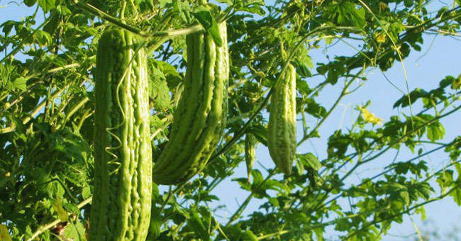 Hướng dẫn cách trồng mướp đắng sai quả tại nhà - KhoaHoc.tv