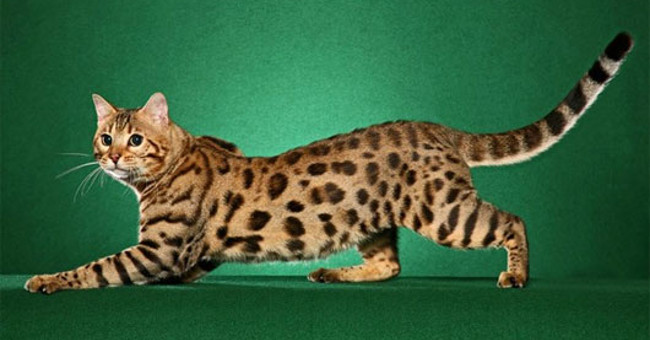 Những loài mèo "đẹp lạ" trên thế giới - KhoaHoc.tv