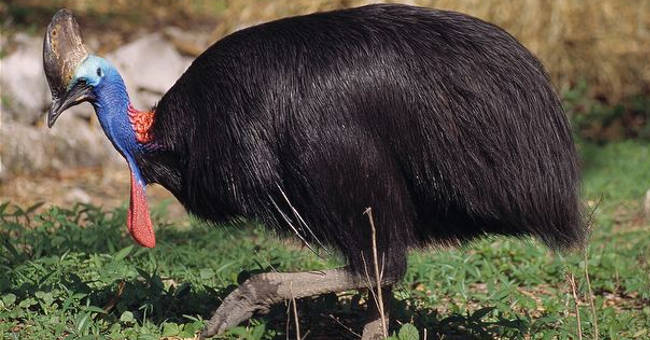 Loài chim nguy hiểm nhất thế giới được sách kỷ lục Guiness ghi nhận ...