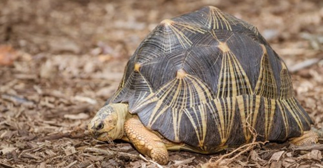 Những loài rùa lạ nhất thế giới - KhoaHoc.tv