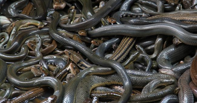 Đảo rắn Brazil - nơi kinh hoàng nhất thế giới - KhoaHoc.tv