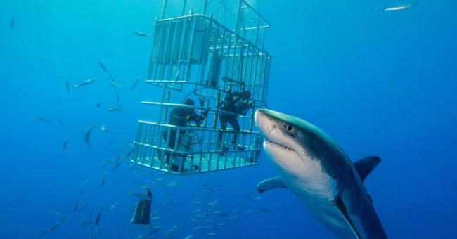 Cá mập trắng lớn nhất thế giới dài hơn 6m - KhoaHoc.tv