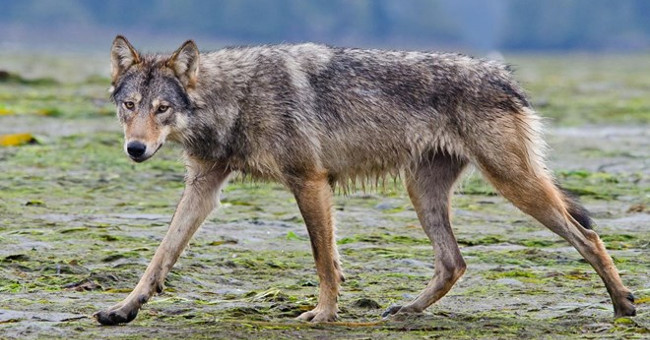 Hé lộ về loài sói hiếm biết bơi, ăn hải sản - KhoaHoc.tv