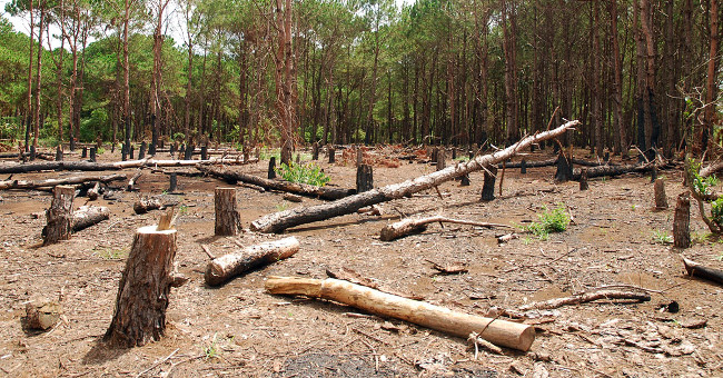 Hiện trạng phá rừng trên thế giới - KhoaHoc.tv