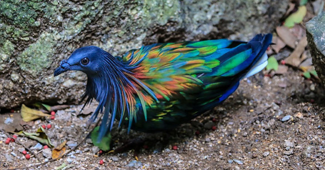 Khám phá về loài bồ câu kỳ lạ bậc nhất thế giới - KhoaHoc.tv