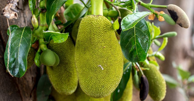 Việt Nam sở hữu loại quả được mệnh danh là "cứu tinh của thế giới ...