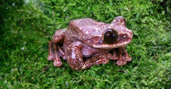 Chú ếch "cô đơn" nhất trên thế giới đã chết, thêm một giống loài tuyệt ...