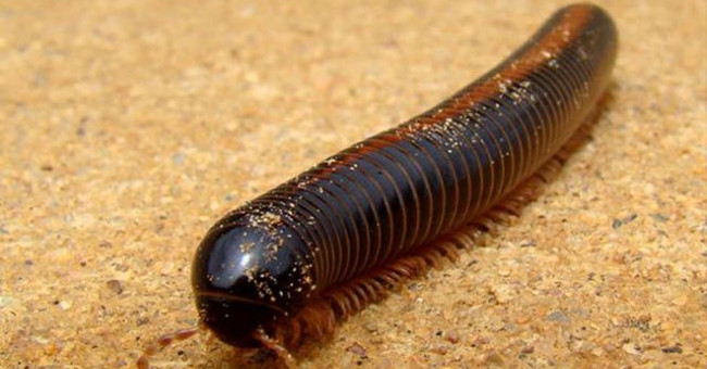 Khám phá về con cuốn chiếu đầy rẫy trong vườn nhà bạn - KhoaHoc.tv