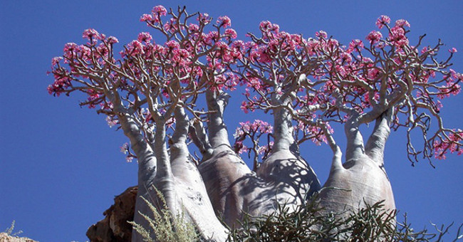 Những loài cây kỳ quái chẳng sợ sa mạc - KhoaHoc.tv