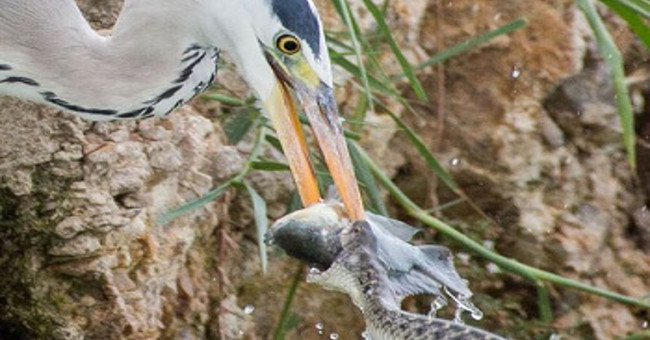 Chim diệc đói mồi cướp cá của rắn - KhoaHoc.tv
