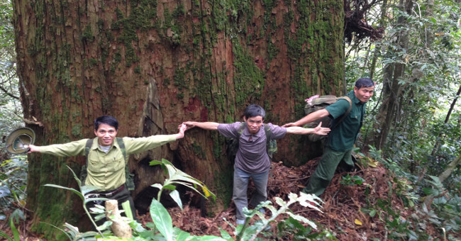 Rừng sa mu di sản khổng lồ ở biên giới Việt - Lào - KhoaHoc.tv