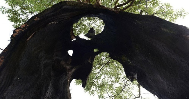 Cây rỗng ruột 300 năm tuổi vẫn sống khỏe mạnh - KhoaHoc.tv