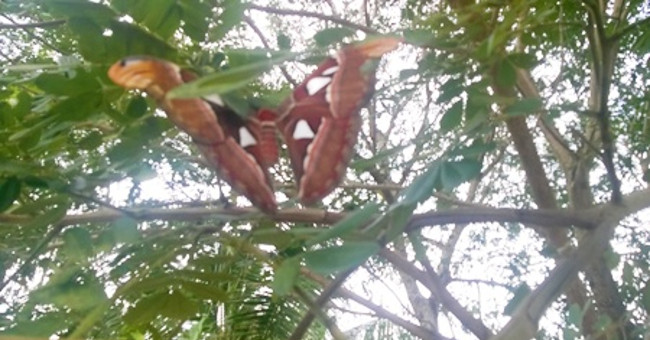 Xôn xao vì hàng chục con bướm "khủng" bất ngờ xuất hiện - KhoaHoc.tv