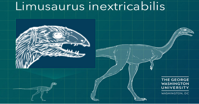Loài khủng long rụng sạch răng khi trưởng thành - KhoaHoc.tv