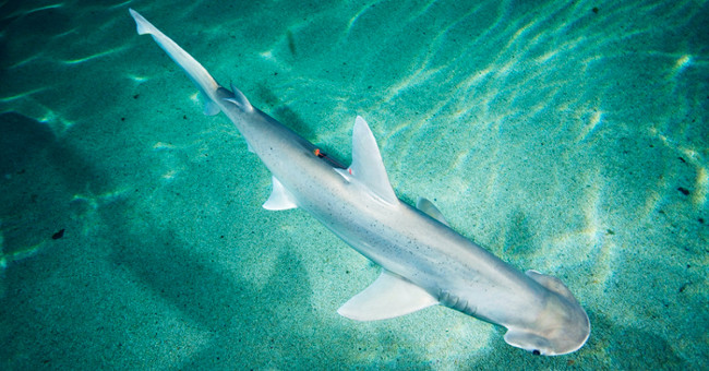 Loài cá mập ăn cỏ nhiều hơn thịt khiến giới khoa học bối rối - KhoaHoc.tv