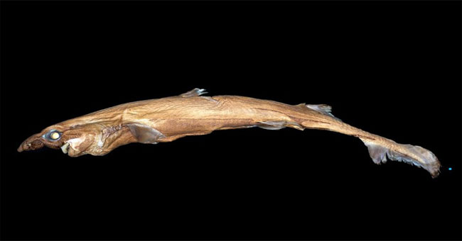 Phát hiện loài cá mập tí hon, phát sáng và có gương mặt của quỷ sứ ...