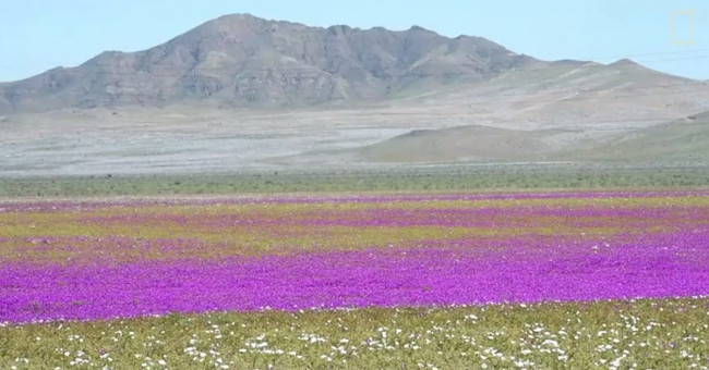 Sa mạc khô cằn nhất thế giới biến thành biển hoa muôn màu - KhoaHoc.tv