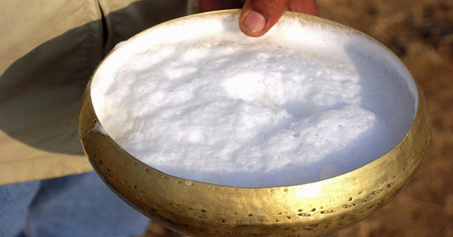 Video: Lý do sữa lạc đà được ví như "vàng trắng" - KhoaHoc.tv