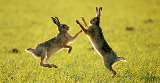 Những con thỏ thực sự điên rồ vào tháng 3? - KhoaHoc.tv