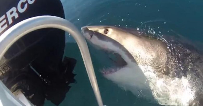 Video: Cá mập trắng dài 6 mét áp sát thuyền câu trên biển Australia ...