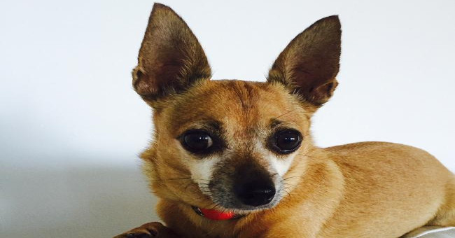 Chó chihuahua tử chiến với rắn nâu kịch độc để cứu chủ - KhoaHoc.tv