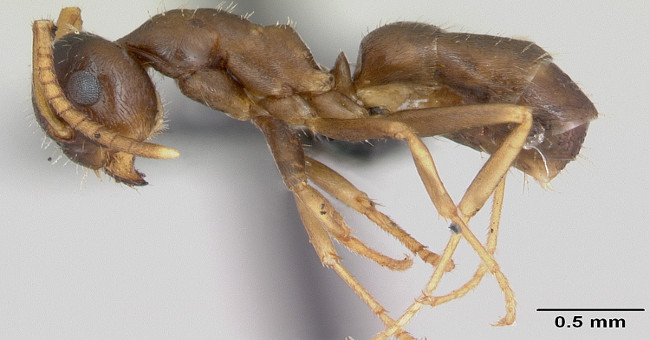 Loài kiến giết đồng loại để ngăn dịch bệnh lan rộng - KhoaHoc.tv