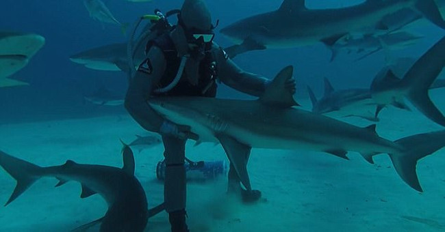 Người biết "làm phép" khiến cá mập hung dữ bỗng ngoan như cún - KhoaHoc.tv