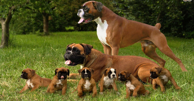 Kỳ thú loài chó thích sử dụng 2 chân trước như võ sĩ - KhoaHoc.tv