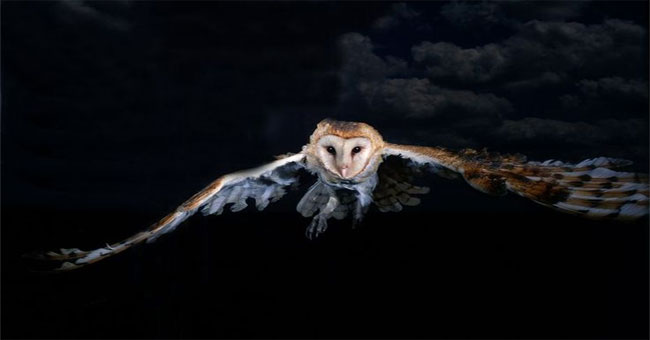 Chim lợn kêu báo hiệu cái chết: Lý giải trên cơ sở khoa học - KhoaHoc.tv