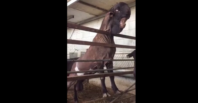 "Dê quỷ" có hình dáng giống khủng long - KhoaHoc.tv