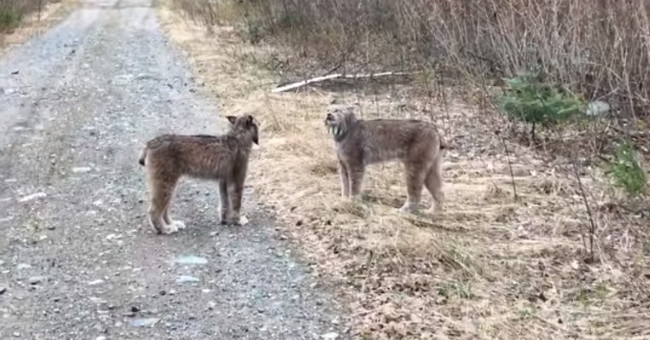 2 con linh miêu siêu hiếm kêu gây bão mạng xã hội nhưng bí mật phía sau ...