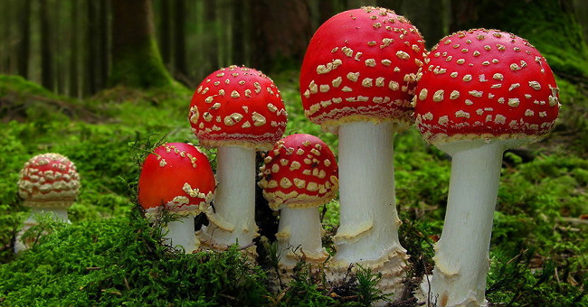 Cách nhận biết và phòng tránh nấm độc - KhoaHoc.tv