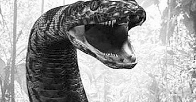 Huyền thoại về loài rắn khổng lồ trên hòn đảo có 99 ngọn núi - KhoaHoc.tv