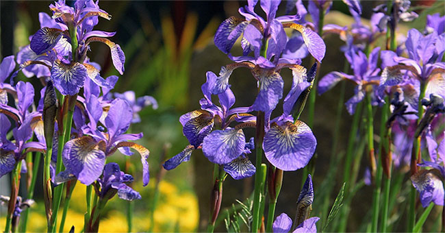 Bạn đang được ngắm nhìn loài hoa có mùi hương hiếm và đắt tiền nhất thế ...