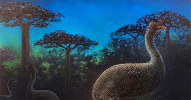 Chim voi là loài ăn đêm và bị mù - KhoaHoc.tv