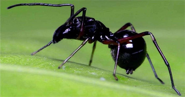 Kì lạ loài nhện nuôi con bằng… sữa - KhoaHoc.tv