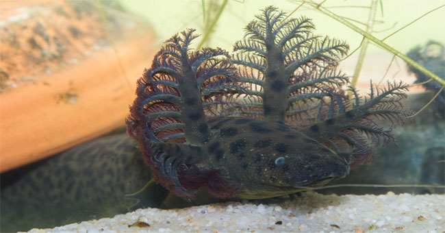 Phát hiện “nàng tiên cá” huyền thoại ở Florida - KhoaHoc.tv