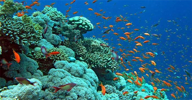 Những sự thật có thể bạn chưa biết về các đại dương - KhoaHoc.tv