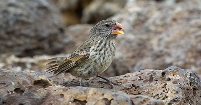 Loài chim sẻ có lực cắn mạnh gấp 320 lần khủng long bạo chúa - KhoaHoc.tv