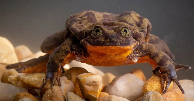 Cuối cùng thì chú ếch cô đơn nhất thế giới đã tìm được "bạn gái ...