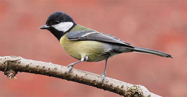 Loài chim dễ thương này đã trở thành một tên sát thủ điên loạn chỉ vì ...