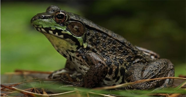 Ếch biến đổi giới tính thường xuyên hơn chúng ta tưởng - KhoaHoc.tv