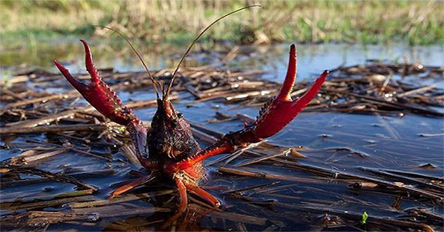 Sự thật về loài tôm hùm đất - KhoaHoc.tv