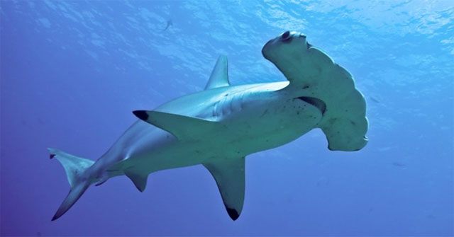 Nghiên cứu mới cho thấy loài cá mập búa có thể là giống thích "ăn chay ...
